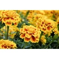 "Seedville USA French Marigold Sparky Seeds, Mixed Colors Orange Yellow ...