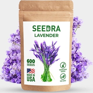 20 DWARF MUNSTEAD LAVENDER Blue English Lavandula Angustifolia Munstead ...