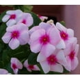 100 DWARF Little MIX PERIWINKLE / Vinca Rosea Flower Seeds, Fast ...