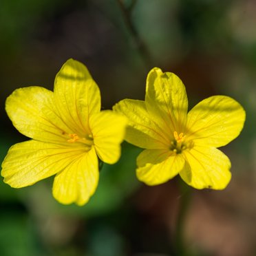 Outsidepride Crossandra Yellow Splash - 30 Seeds - Walmart.com