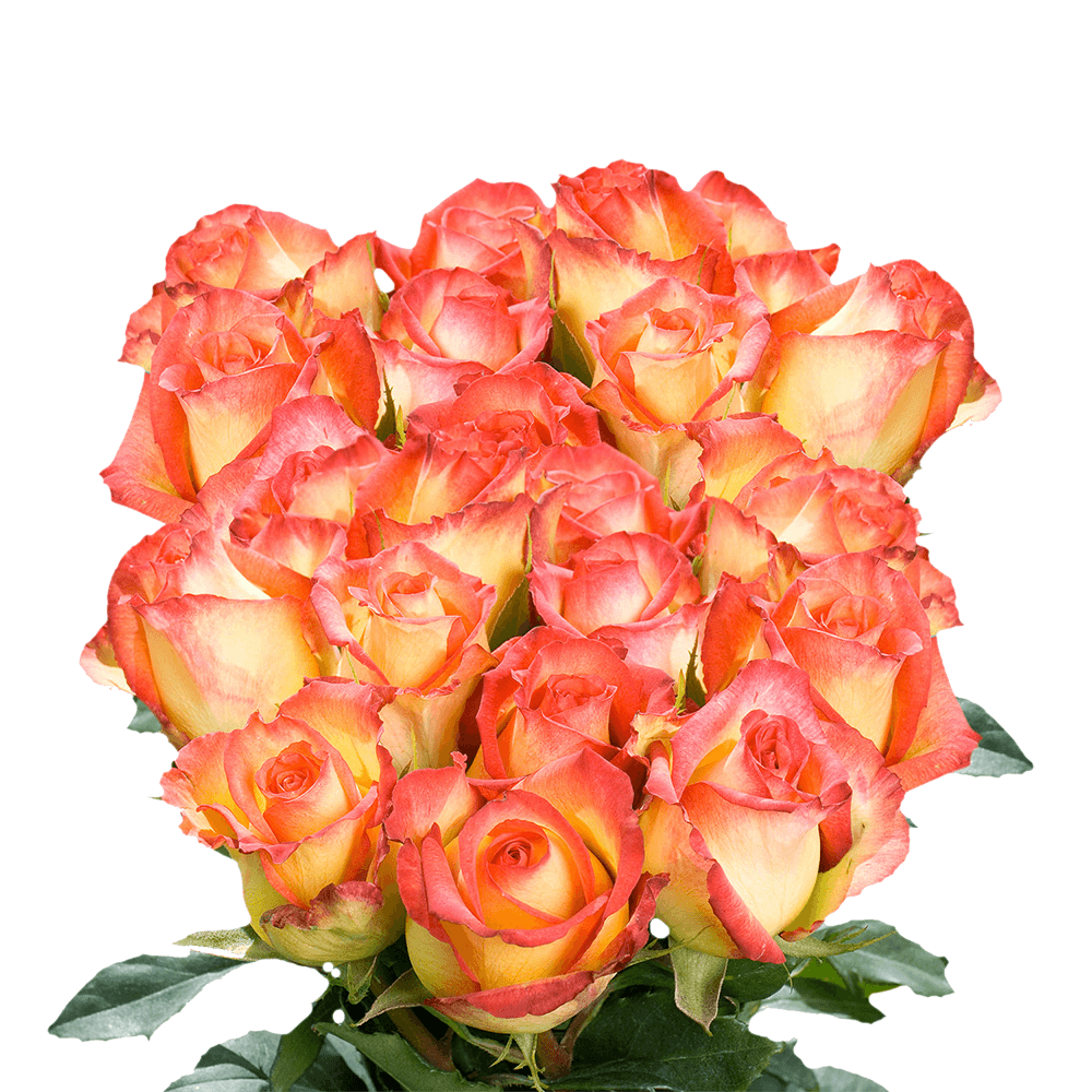 Yellow Roses With Red Tips