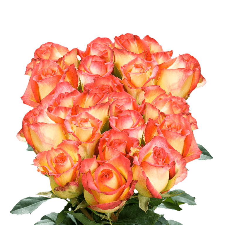 Yellow Roses With Pink Tips