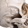 Readaeer Life Size Human Skull Model 1:1 Replica Realistic Human Adult ...