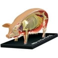 Pig Anatomy Model - Walmart.com