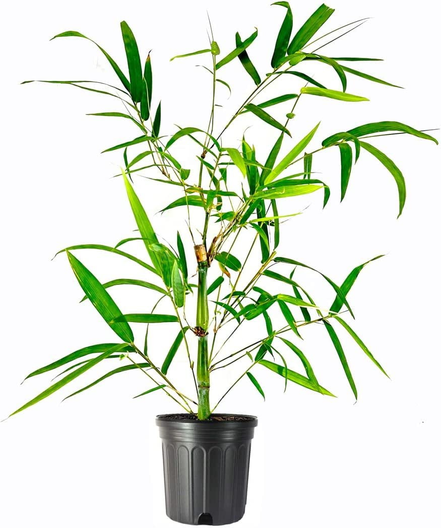 Dwarf Buddha Belly Bamboo 2 Live Plants Bambusa Vulgaris Wamin Rare ...