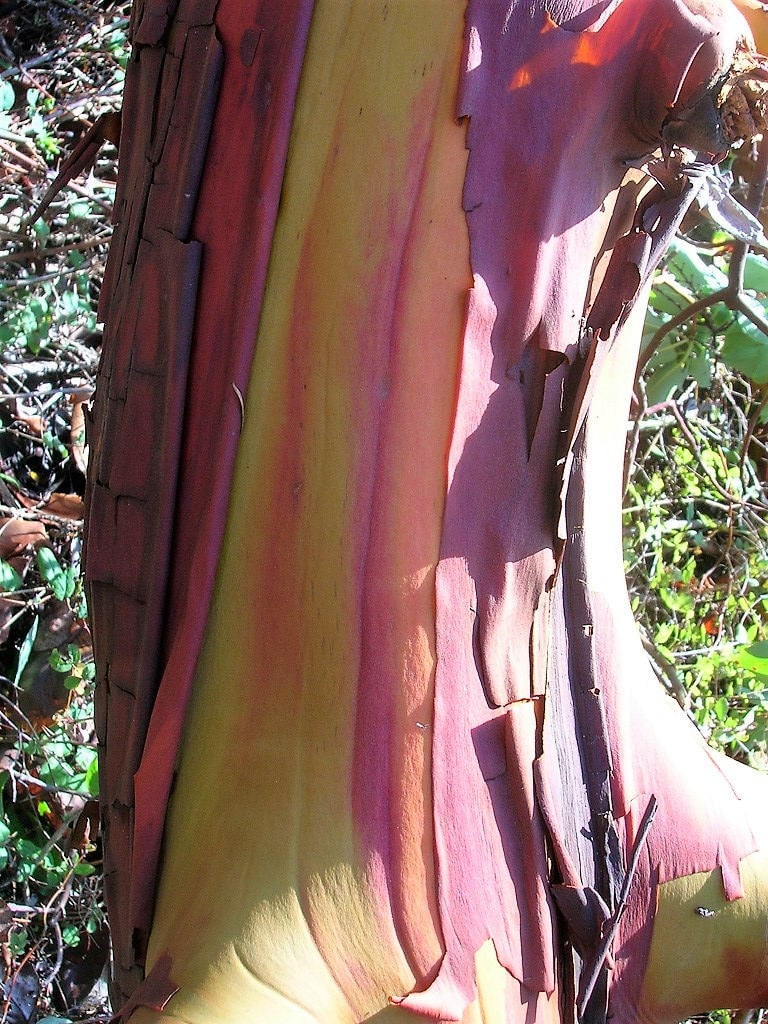10 PACIFIC MADRONE TREE Bearberry Red Arbutus Menziesii Oregon Laurel ...