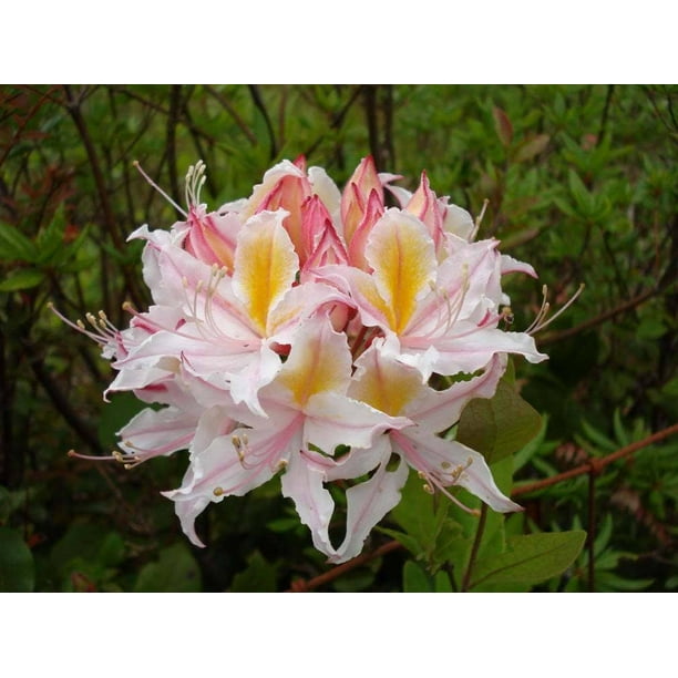 20 WESTERN AZALEA Pink White Yellow Shrub Flower Rhododendron ...