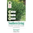 Southern Living Yewtopia Plum Yew Live Shrub in 2-Gallon Grower Pot ...