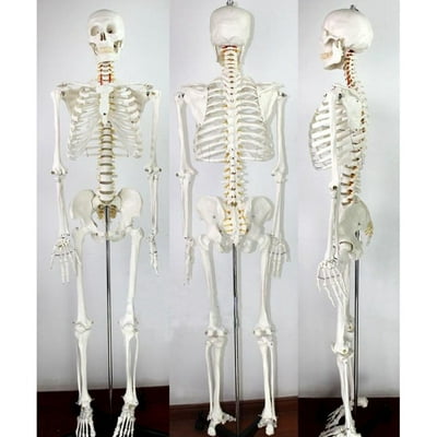 Life Size Human Skeleton Anatomical Medical Model - Philippines | Ubuy