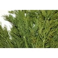 Bouquet Dill Seeds/ Annual/ Full Sun/ 1400 Seeds 2 Grams/ Zellajake ...