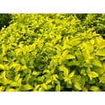 Duranta Gold Mound 3 Live Quart Size Plants Duranta Erecta 'Gold Mound ...