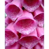Seedville USA Dwarf Foxy Mix Foxglove, Digitalis Purpurea, 1000 Flower ...