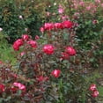 Heirloom Roses - El Catala Hardy Rose Bush - Red Rose Flowers - Walmart.com