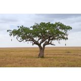 10 Sausage Tree Seeds for Planting - Kigelia africana - Walmart.com