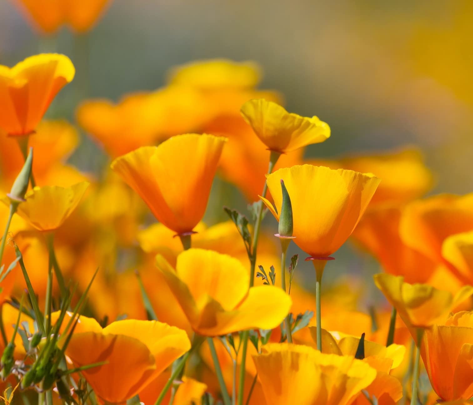 California Poppy Flower Seeds - (Eschscholtzia californica) California ...