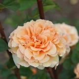 Potted Welsh Gold Heirloom Roses - Delivered Live Orange Flower Rose ...