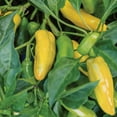 Burpee Lemon Dream Sweet Pepper Vegetable Seed, 1-Pack - Walmart.com