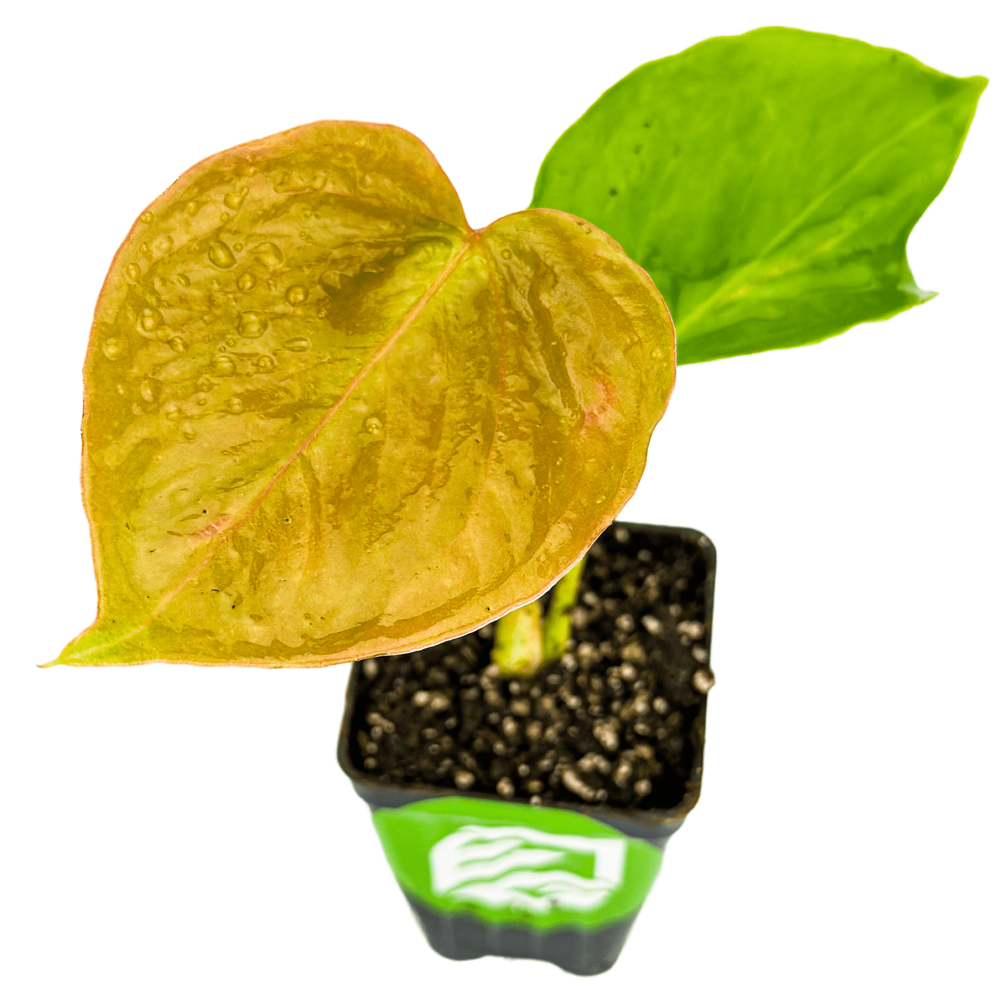 Anthurium Oaxaca Houseplant Live Plant - Anthurium - Wellspring Gardens ...