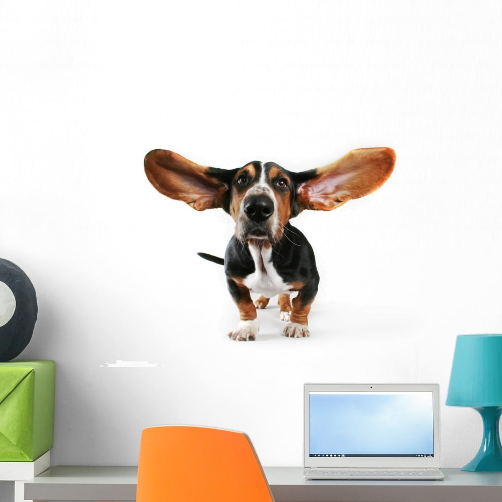 Basset Hound with His Wall Mural Decal Sticker, Wallmonkeys Peel ...
