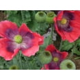 100 HENS and CHICKS Poppy Hens & Chickens Breadseed Lettuce Leaf ...