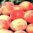 Expert Gardener 1-2 ft. Tall June Gold Peach Live Tree in 1- Gallon ...