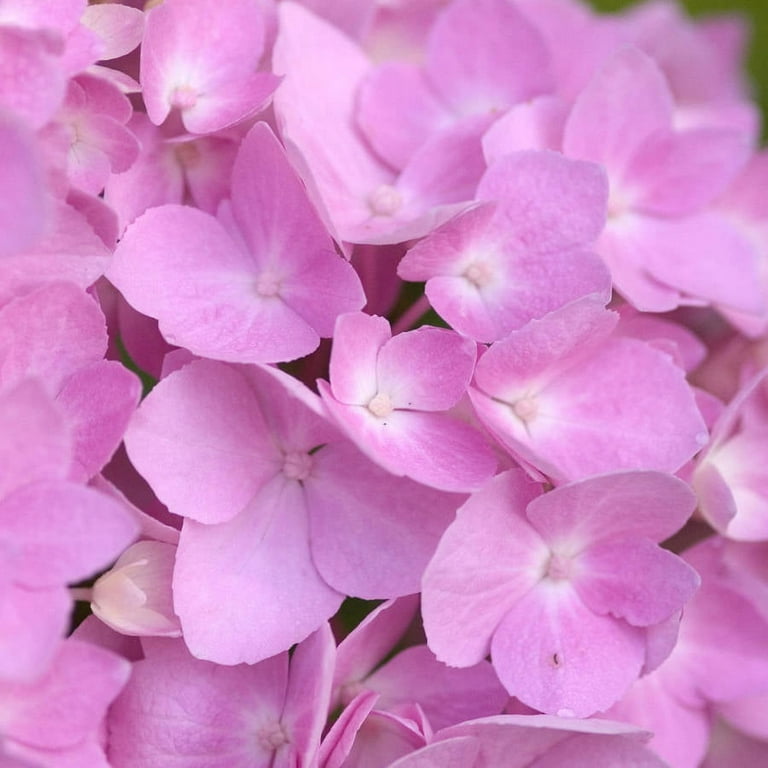 Light Pink Hydrangea Bush