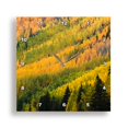 3drose, Autumn, Aspen Trees on Mountain Slope, Crystal Lake, Ouray ...