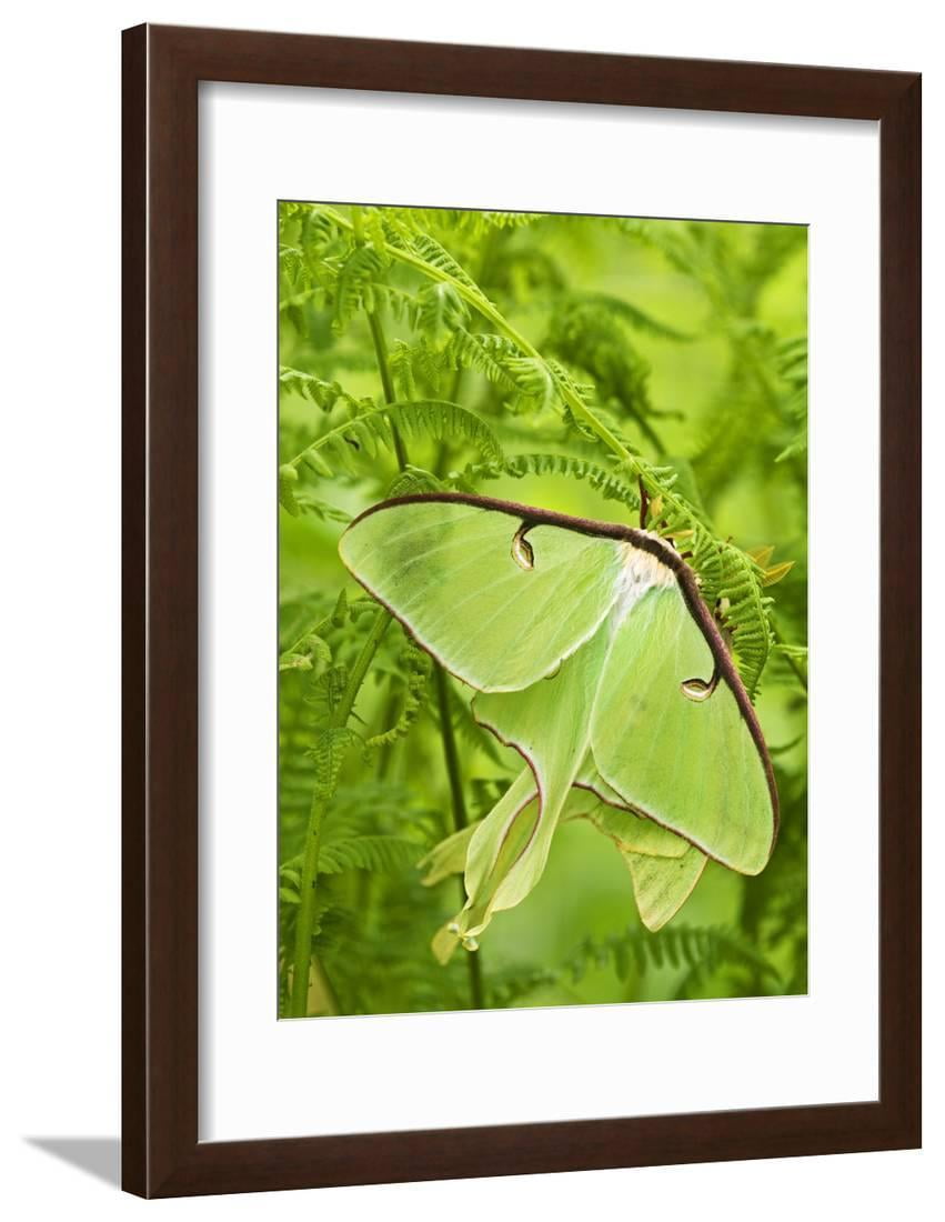Luna Moth (Actias Luna) Mating Pair Among Hay-scented Ferns, Lively ...