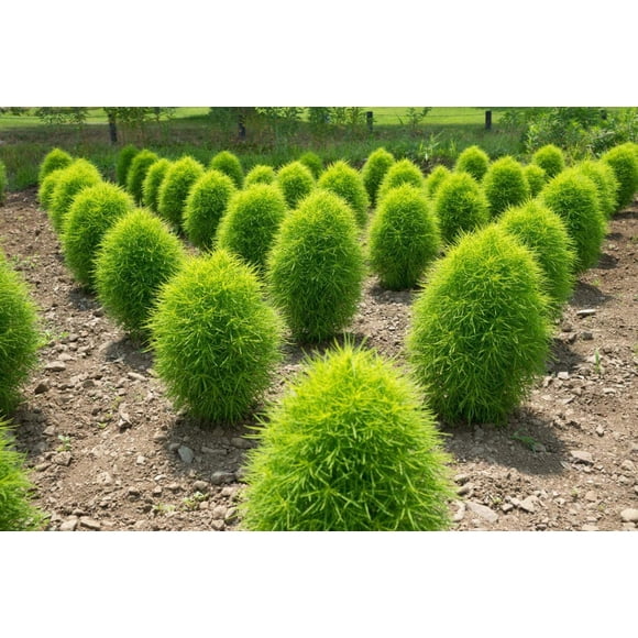 Burning Bush Plant