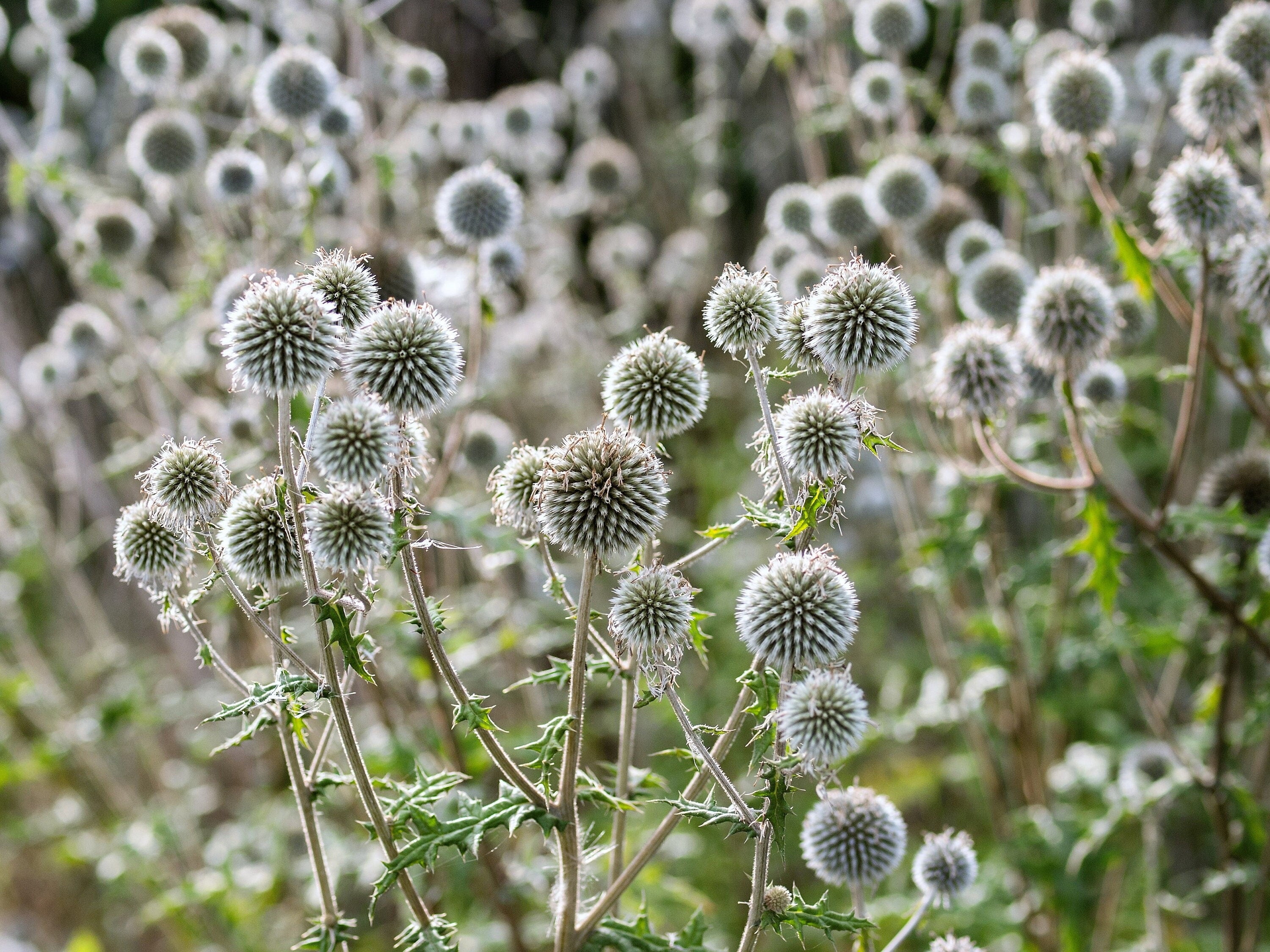 20 Silver GIANT GLOBE THISTLE Echinops Sphaerocephalus Great Globethistle Silvery White Flower ...