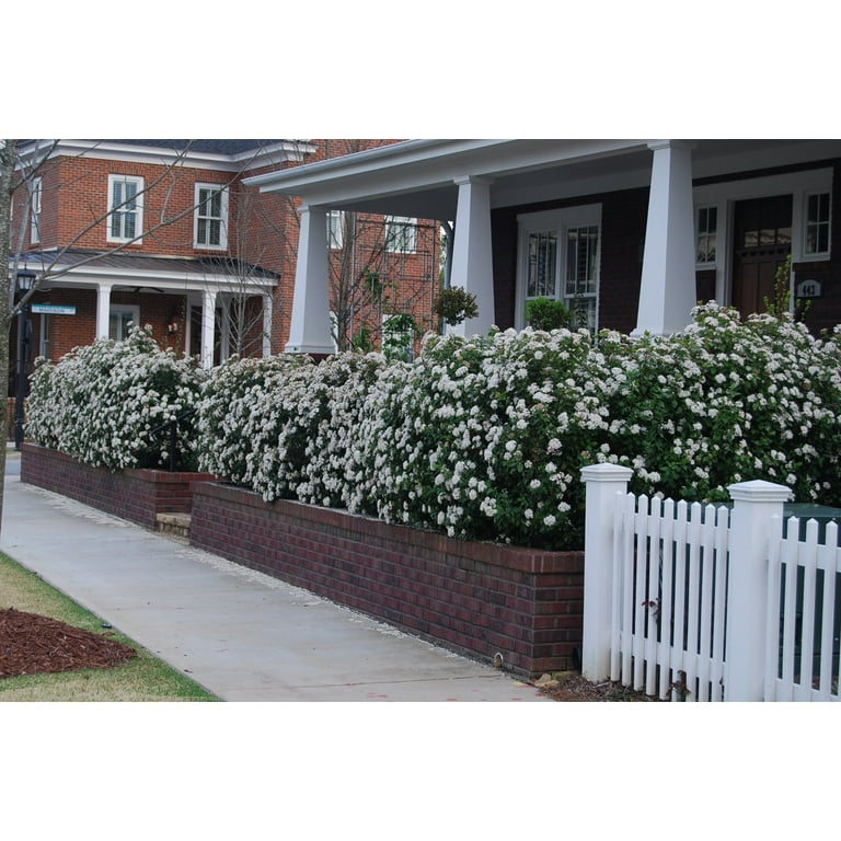 White Spring Bouquet Laurustinus Viburnum Tinus 'Spring Bouquet'