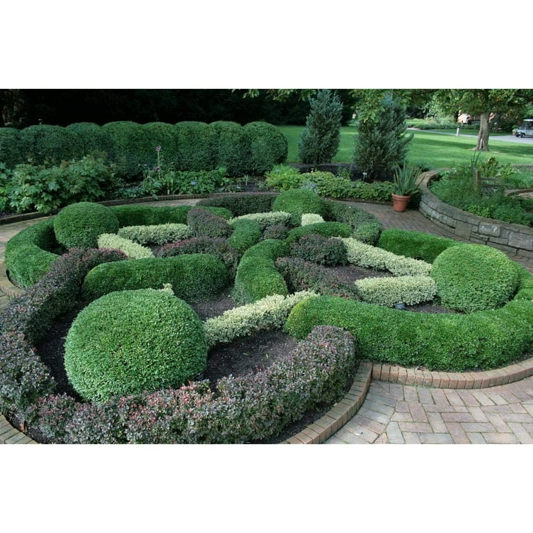 Buxus Microphylla Microphylla (Dwarf Japanese Box, Korean, 54% OFF
