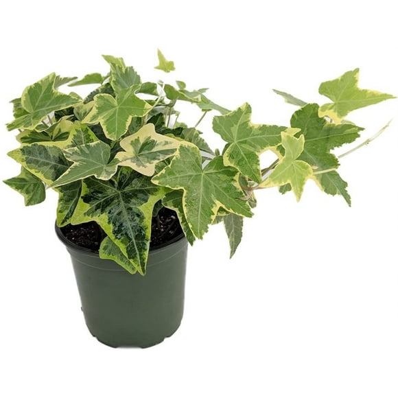 English Ivy Plants