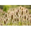 40 CONEHEAD THYME Thymus Capitatus syn. Thymbra Capitata Mediterranean ...