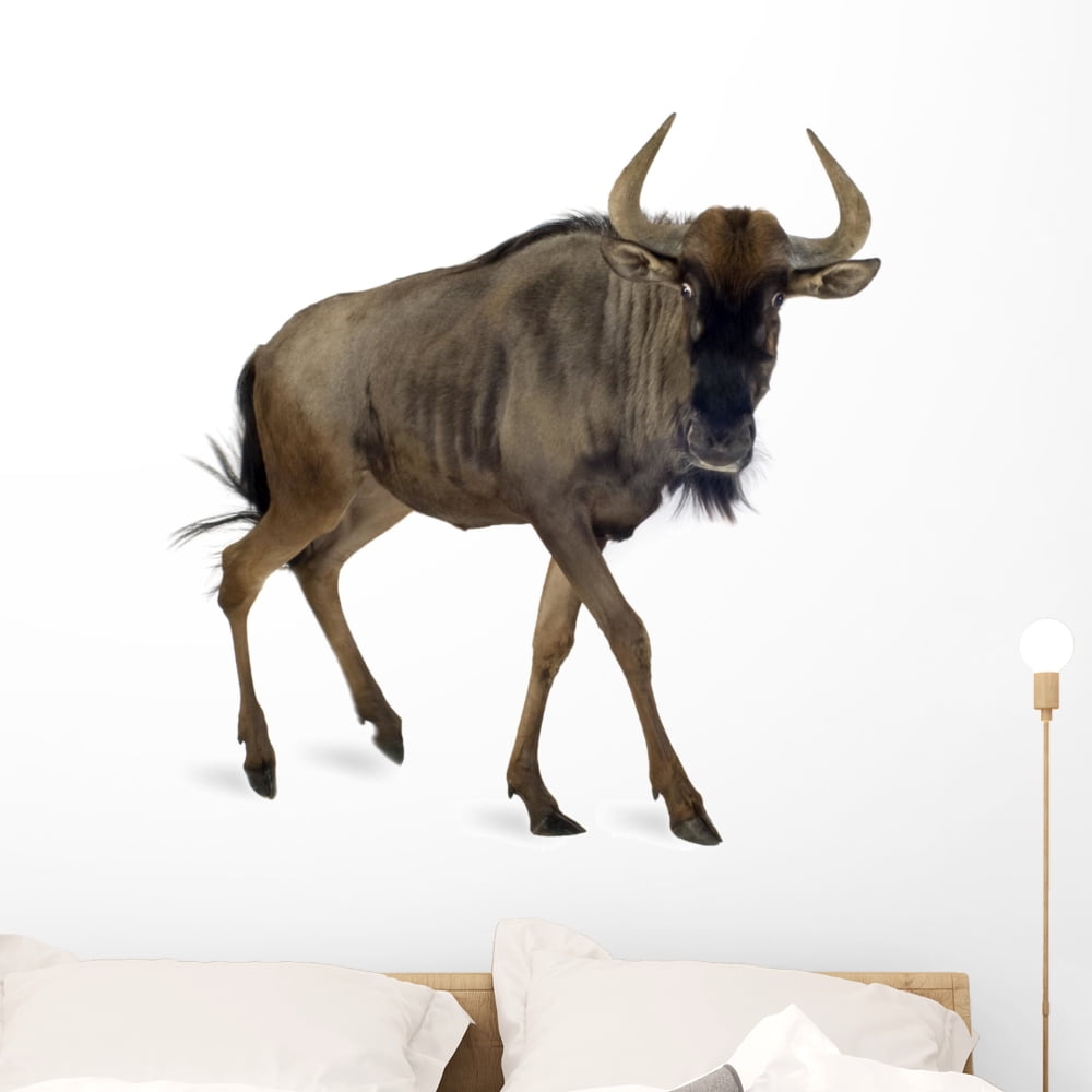Blue Wildebeest Connochaetes Taurinus Wall Decal Sticker by Wallmonkeys ...