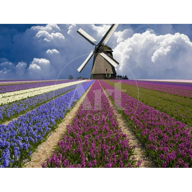 Windmill and Flower Field in Holland, Botanical Scenic World Culture ...