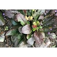 50 'PINK Sundae' Clary SAGE / SALVIA Viridis Horminum Herb Flower Seeds ...