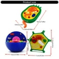 2. and Plant Cell Model Set Anatomical Biology Teaching Aid for ...