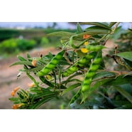 Royal Snap Pea II Seeds - Walmart.com