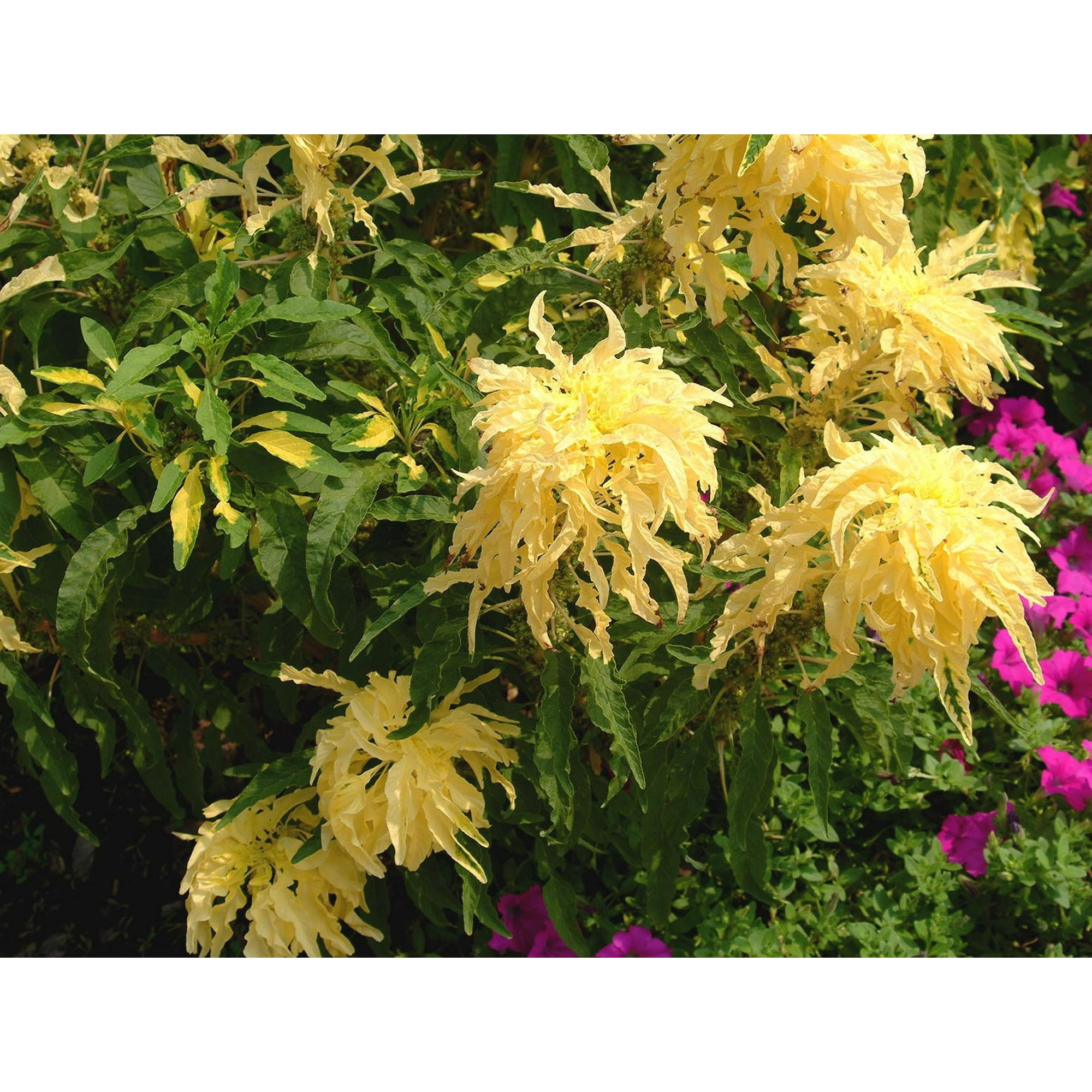Click here for Seedville Usa 50 Aurora Yellow Amaranthus Tricolor... prices