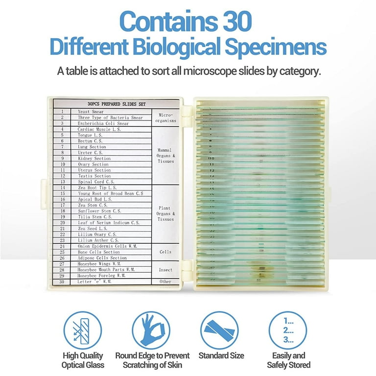 Prepared Microscope Slides For Kids