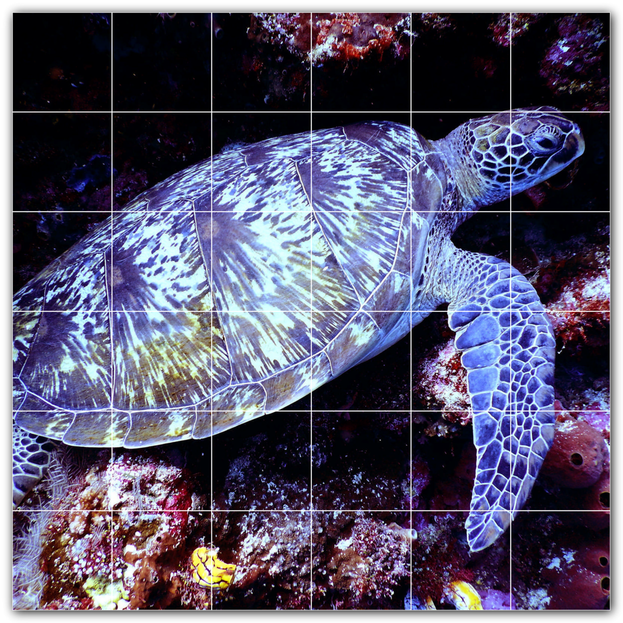 Picture-Tiles.com: Turtle Ceramic Tile Wall Mural WAL501077-66XL. 72"W ...