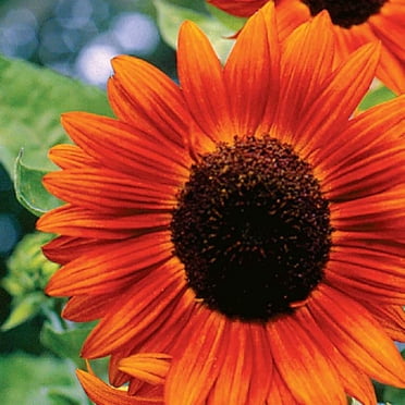 Burpee Evening Sun Mix Sunflower Flower Seed, 1-Pack for Planting - Walmart.com