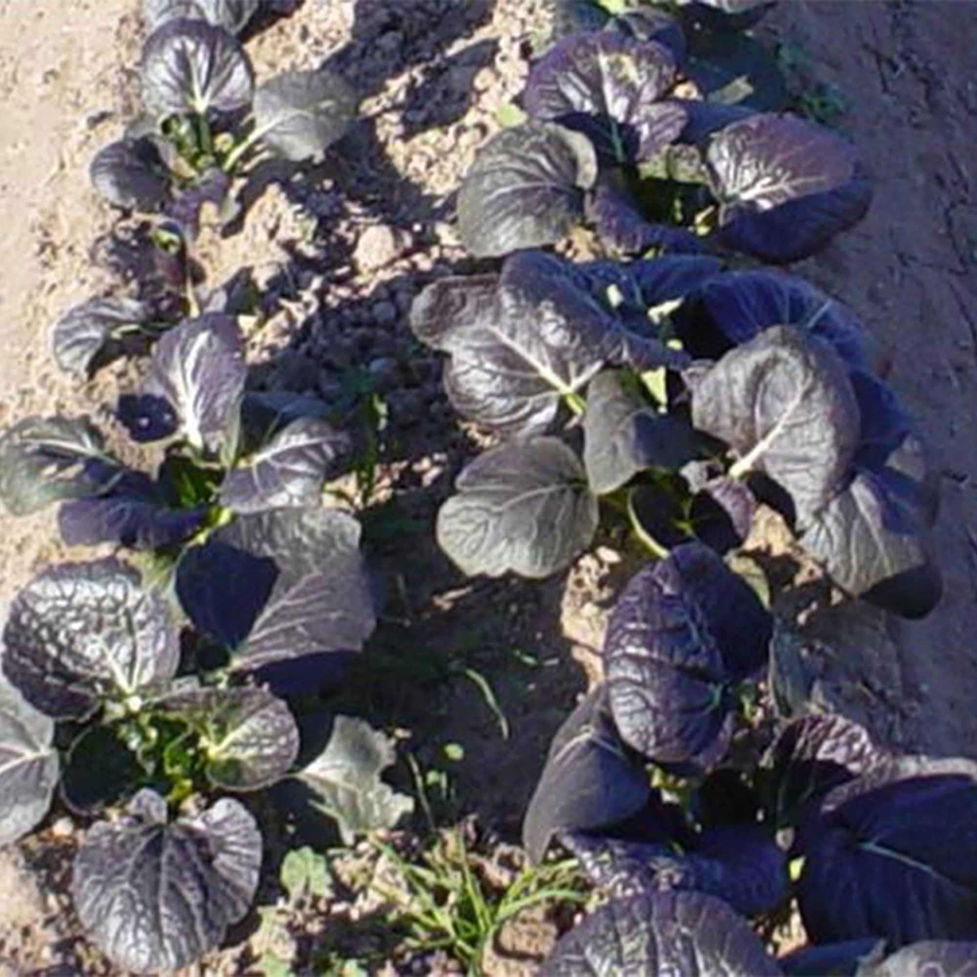 Cabbage Seeds - Pak Choi - Red Violet - Hybrid - 1.5 g Packet ~303 ...