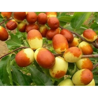 Chinese Date Bonsai Tree Seeds for Planting - 6 Seeds - Jujube, Chinese ...
