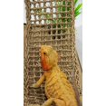 Penn-Plax Reptology Lizard Lounger for Reptiles – Seagrass – Extra ...