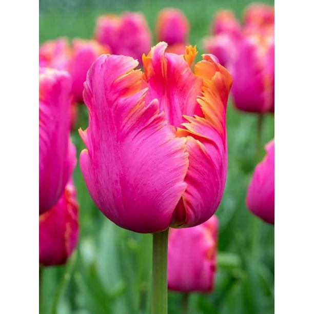 Amazing Parrot Tulip 6 Bulbs - Exotic - Vibrant Pink - 11/12cm Bulbs ...