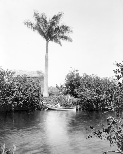 Print: Florida--Miami River And Royal Palm, 1905 - Walmart.com