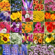 Bachelor Button Polka Dot Mix Flower Seeds - Walmart.com