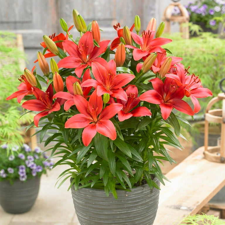 Lilium Flowers Bulbs